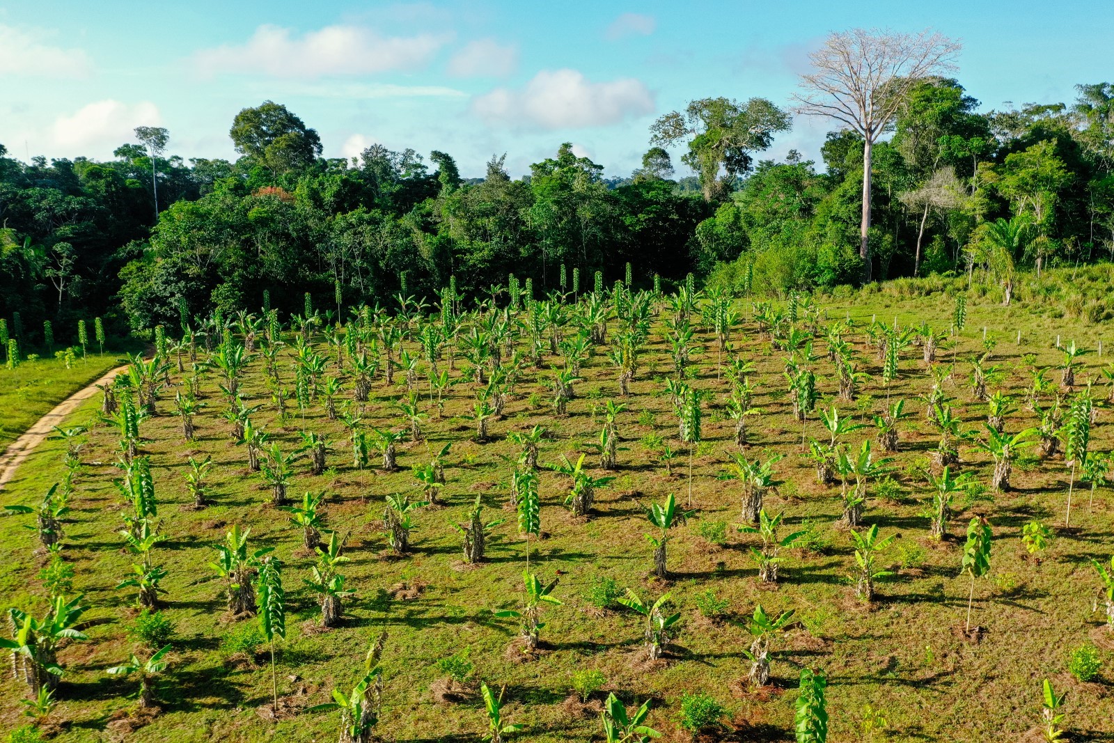 Fundo Vale | 13th Brazilian Congress on Agroforestry Systems debates ...